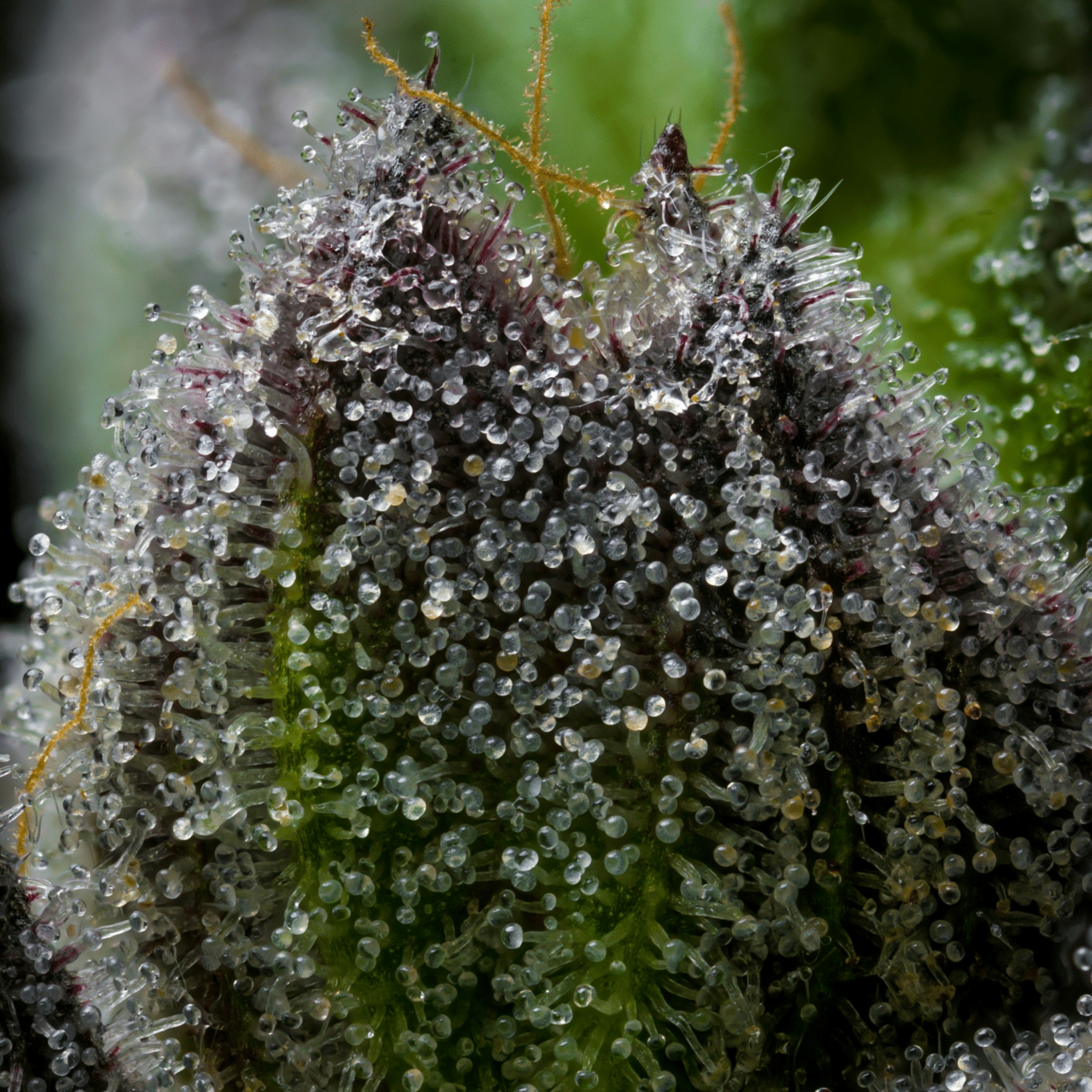 The Frosty Truth: Why Trichomes Are the Secret to Cannabis Potency ...