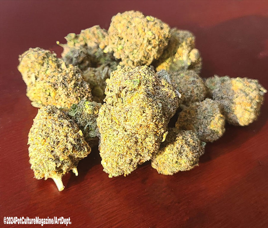 Acapulco Gold: The Legendary Strain That Keeps on Shining – POT CULTURE ...